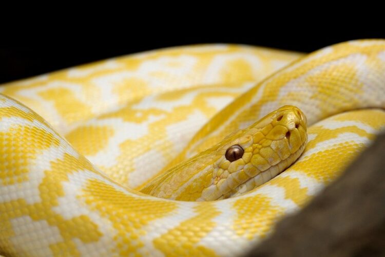 Snake Antivenom Developed Thanks to Man Who Deliberately Subjected ...