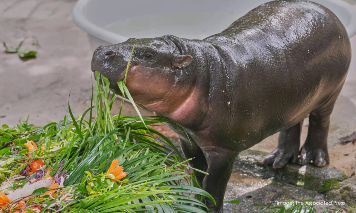 Hippo Hooray! Thailand Celebrates Moo Deng’s First Birthday in Style ...